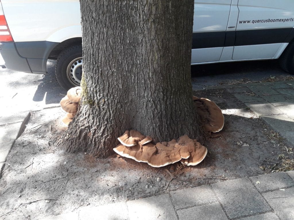 Boom Veiligheids Controle (BVC) of Visual Tree Assessment (VTA) - Groenkeur